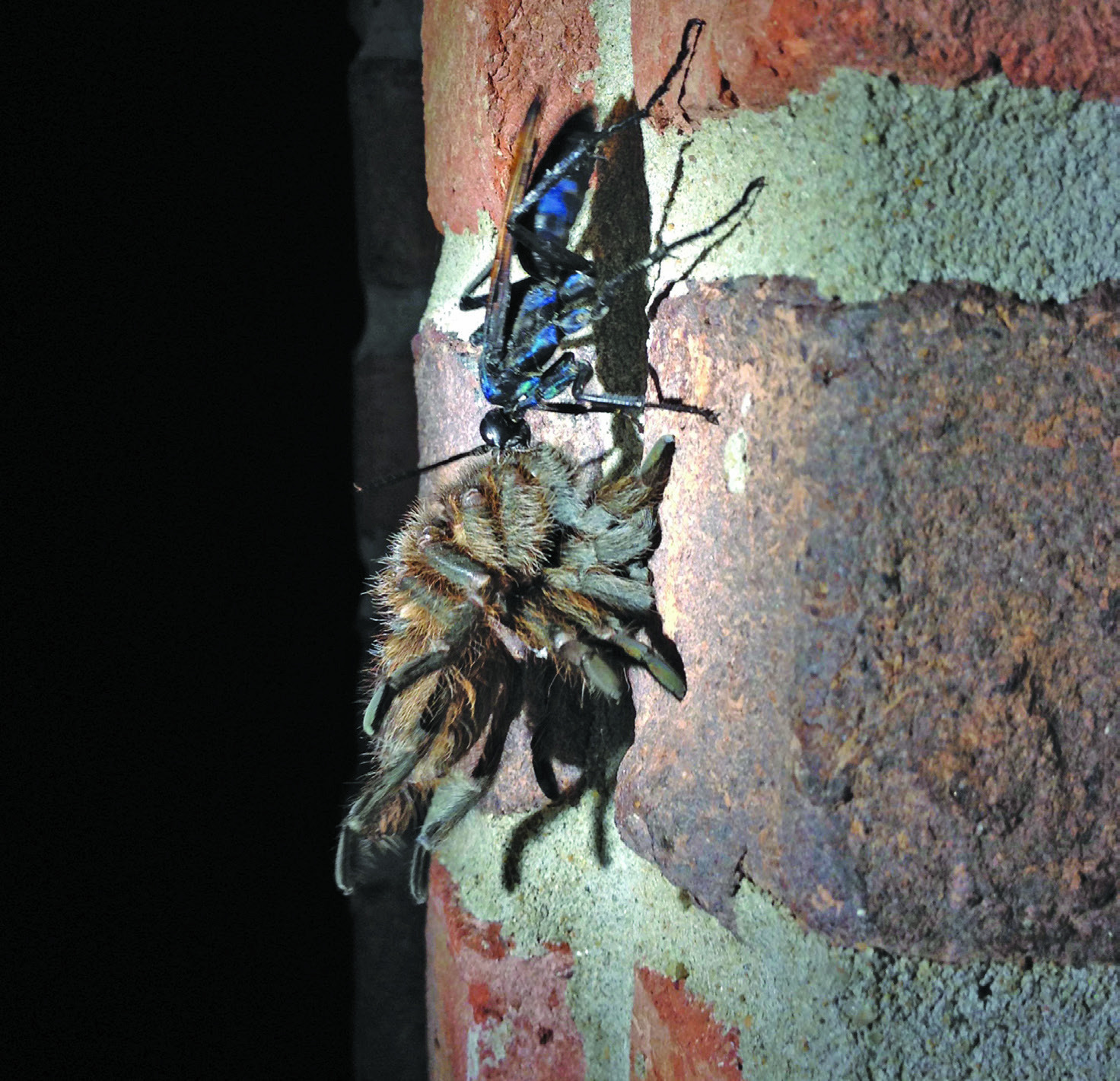 Wasp uses paralyzed spiders to feed growing larvae - Carroll County News