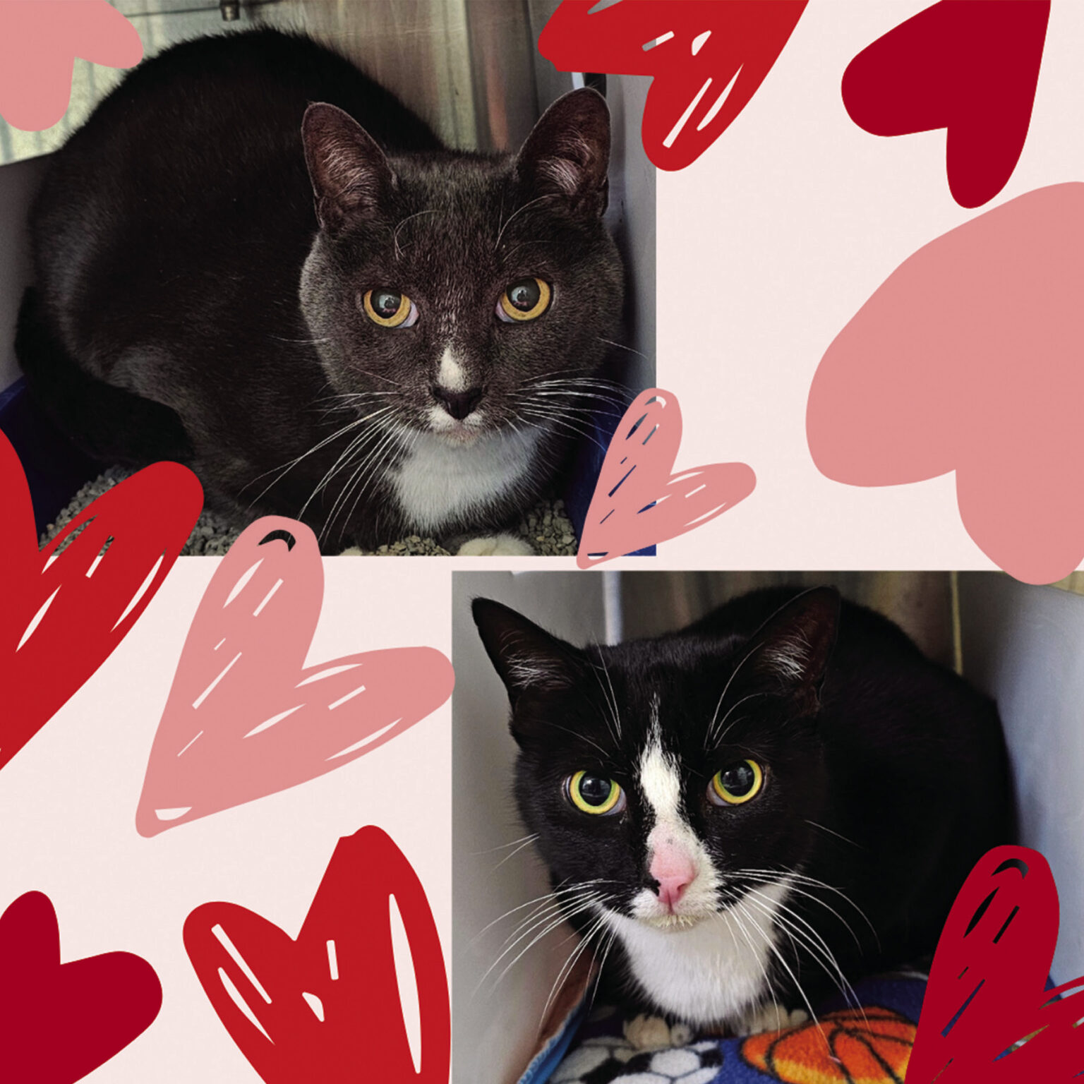 Pets of the Week: Sir Shrek & Queen Fiona - Carroll County News